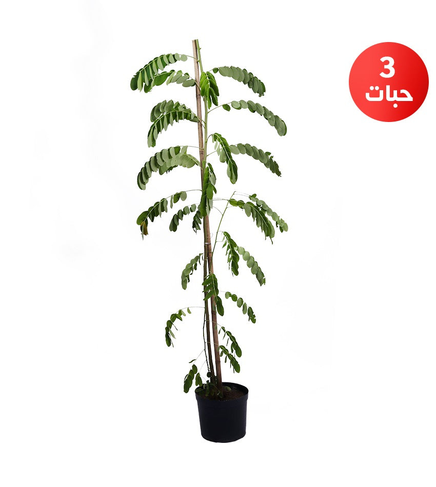 Acacia glauca – 3 Large Plants + Aloe vera – Wroud Nursery