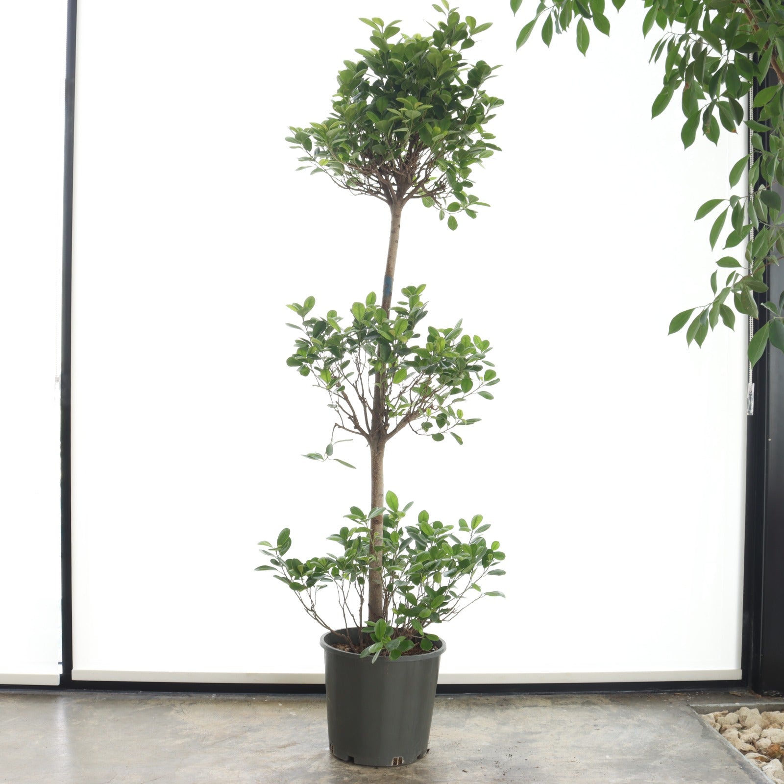 Ficus Panda – Triple Crown, Slim Trunk (Large Size) – Wroud Nursery